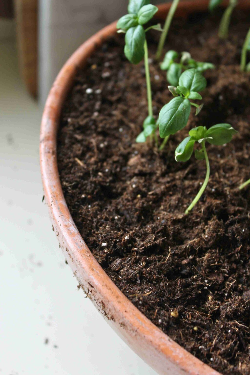 Easy DIY Vintage Terra Cotta Pot in Minutes - The Fairview Farmhouse