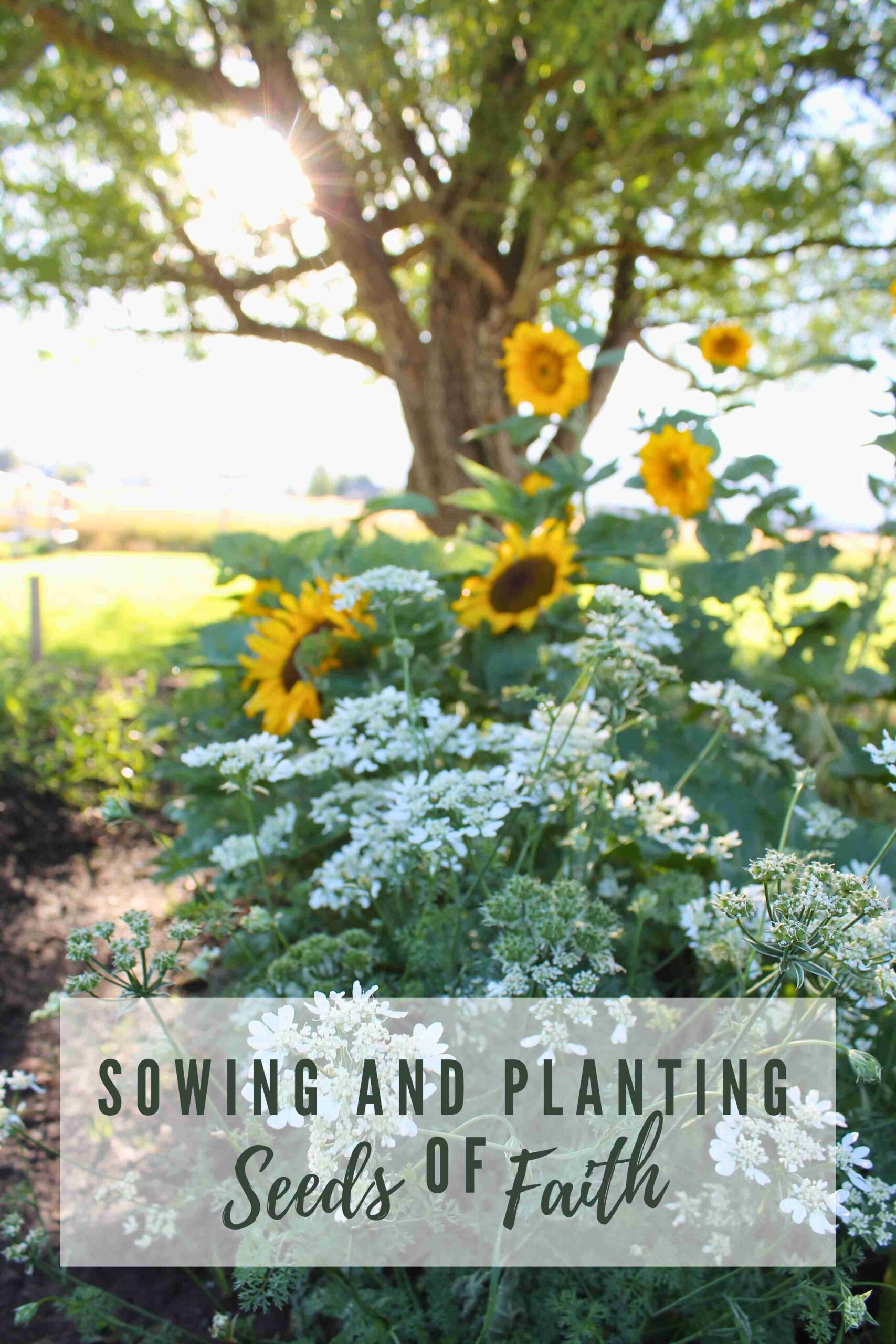 How Are We Sowing and Planting Seeds of Faith? - The Fairview Farmhouse