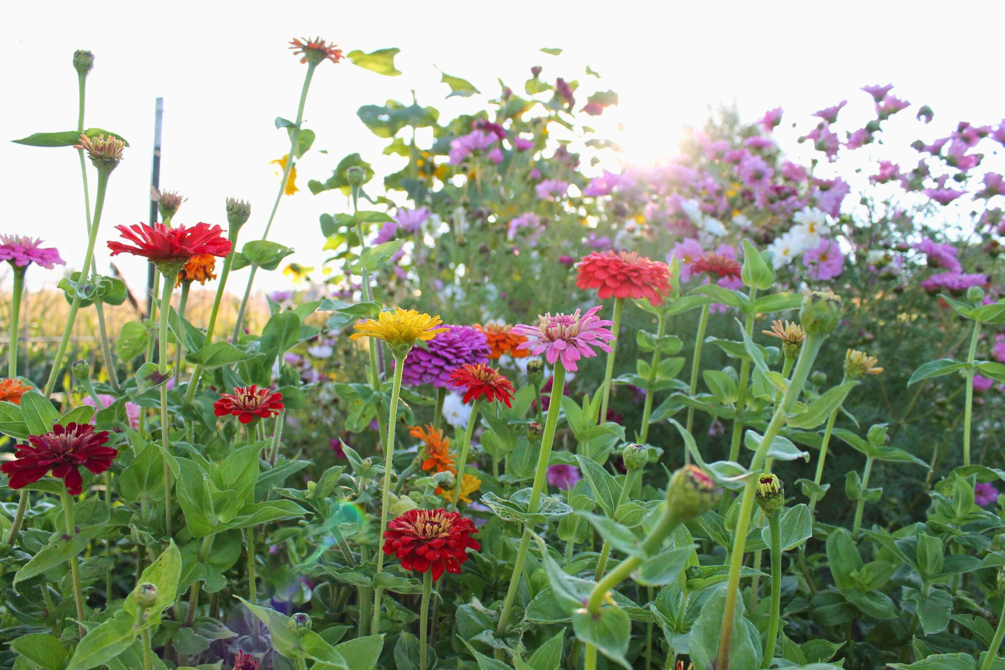 How Are We Sowing and Planting Seeds of Faith? - The Fairview Farmhouse